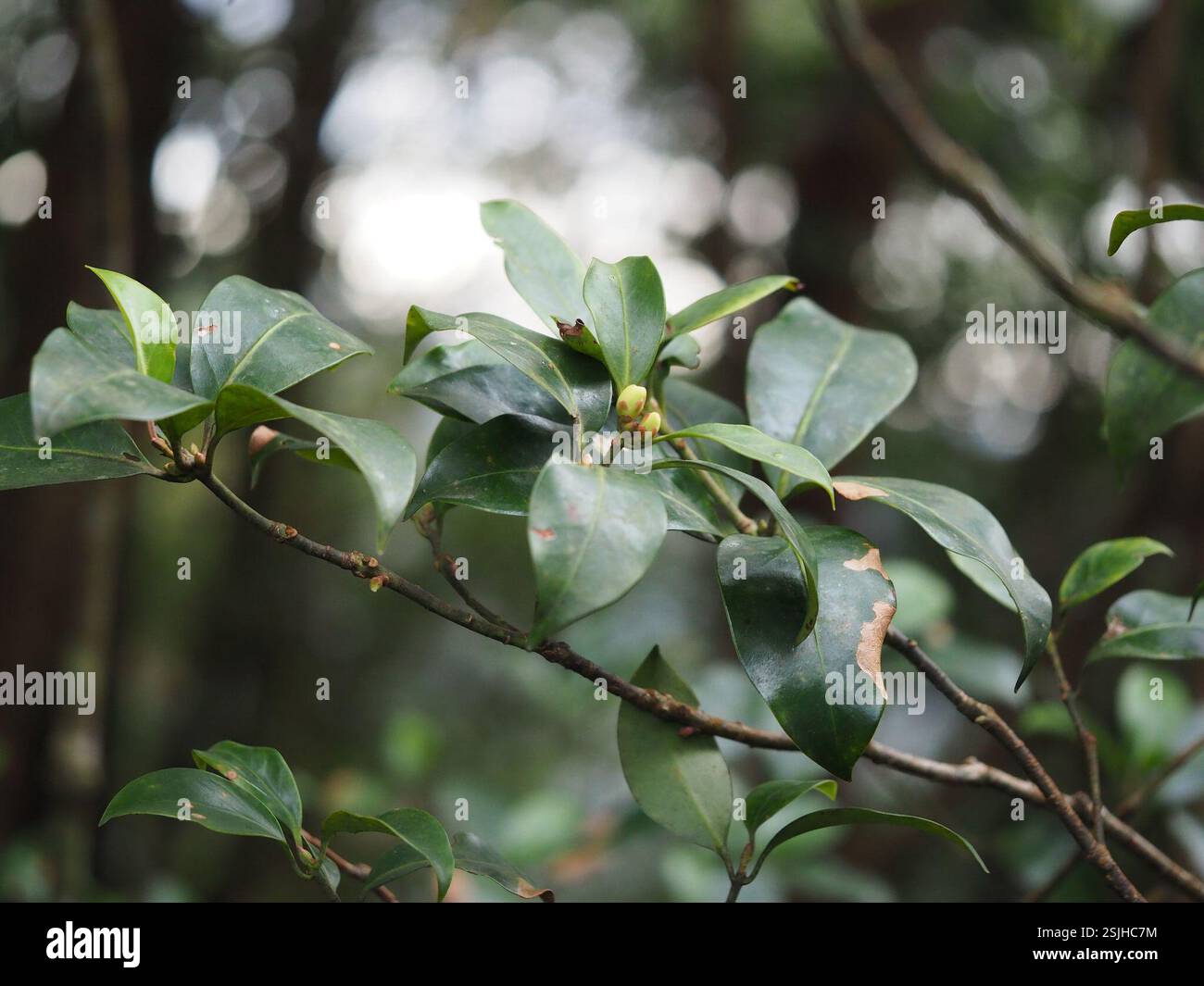 Japanese star anise (Illicium anisatum), Plantae, 台灣新北市 Stock Photo - Alamy