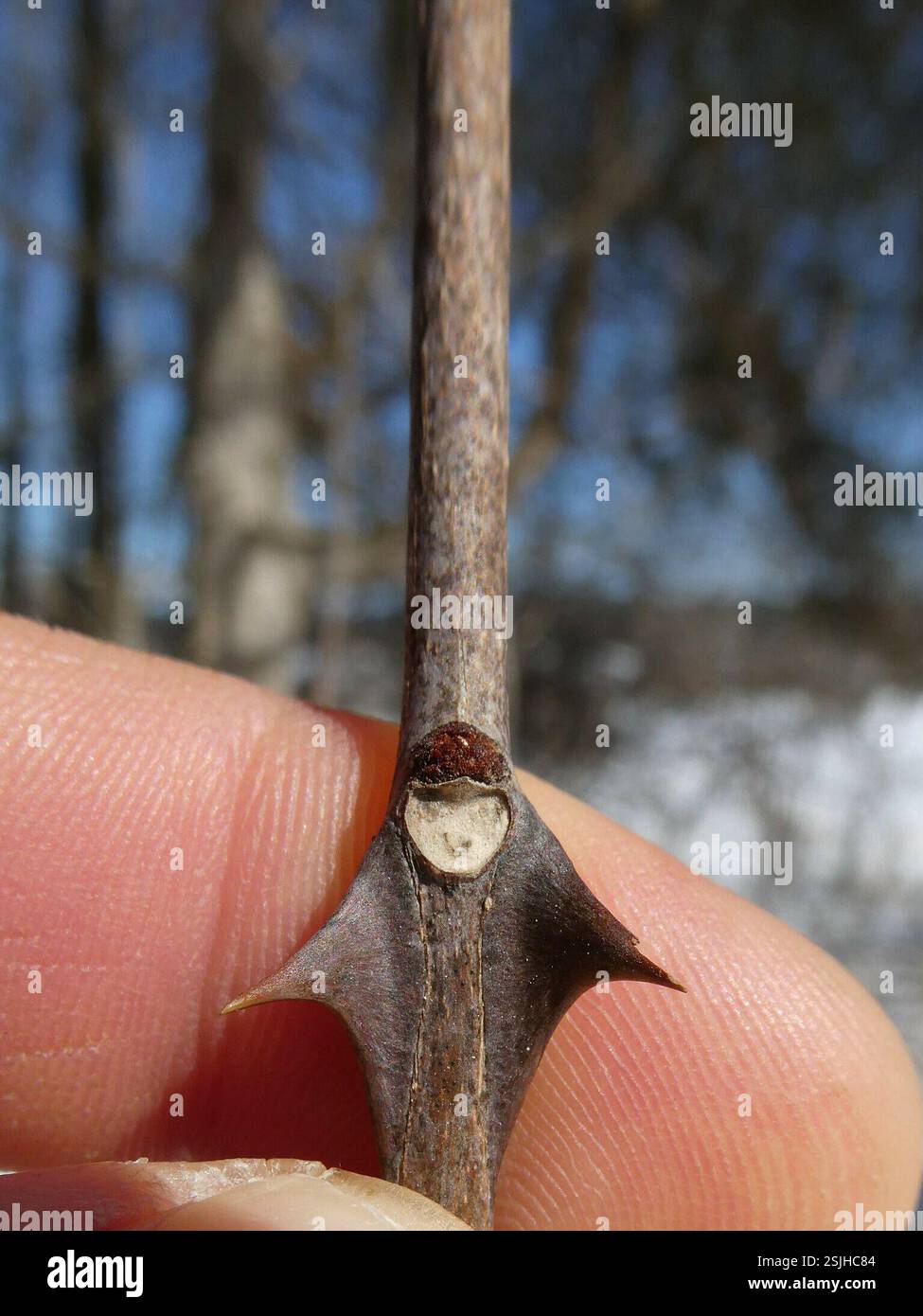 common prickly ash (Zanthoxylum americanum), Plantae, Shelburne, VT ...