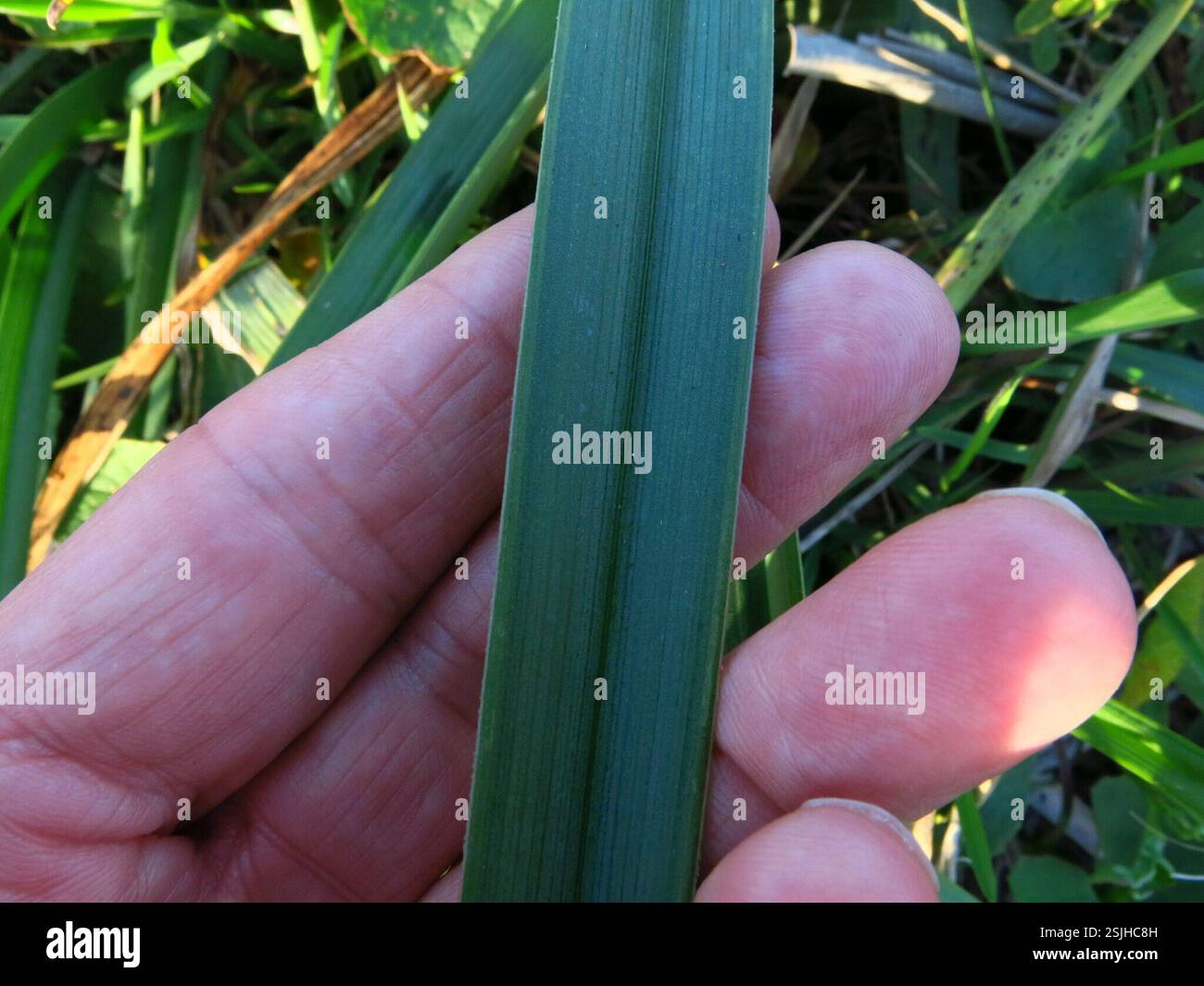 Winter Poker (Kniphofia rooperi), Plantae, Leisure Crest, Port Edward ...