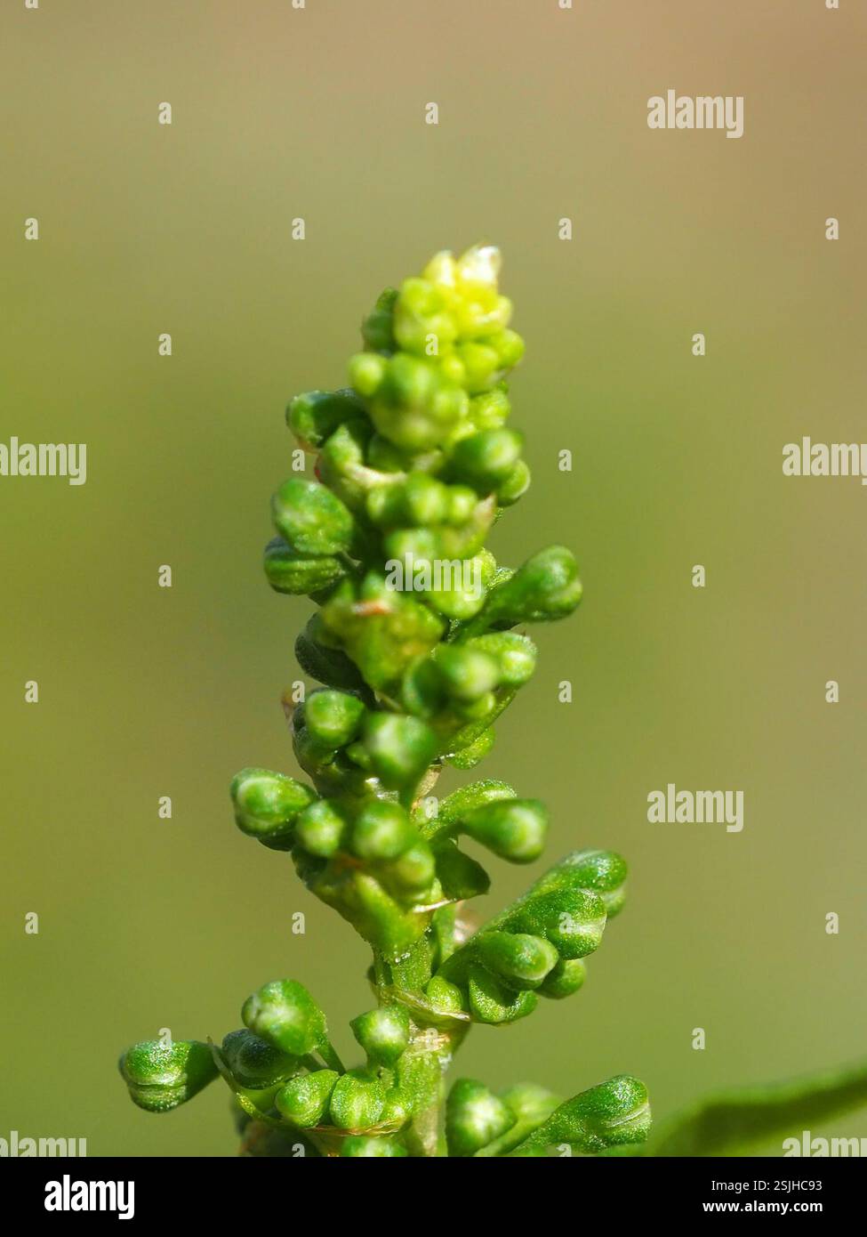 Japanese Dock (Rumex japonicus), Plantae, 台灣台北 Stock Photo - Alamy