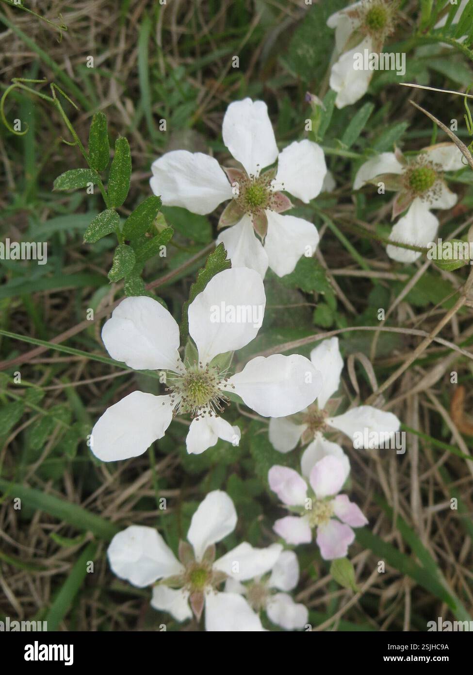 southern dewberry (Rubus trivialis), Plantae, Windsor Forest, Savannah ...