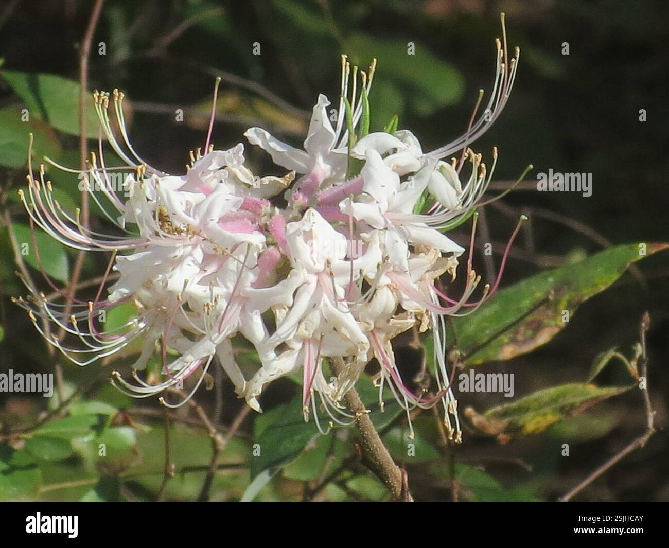 Southern Pinxter Azalea (Rhododendron canescens), Plantae, Windsor ...