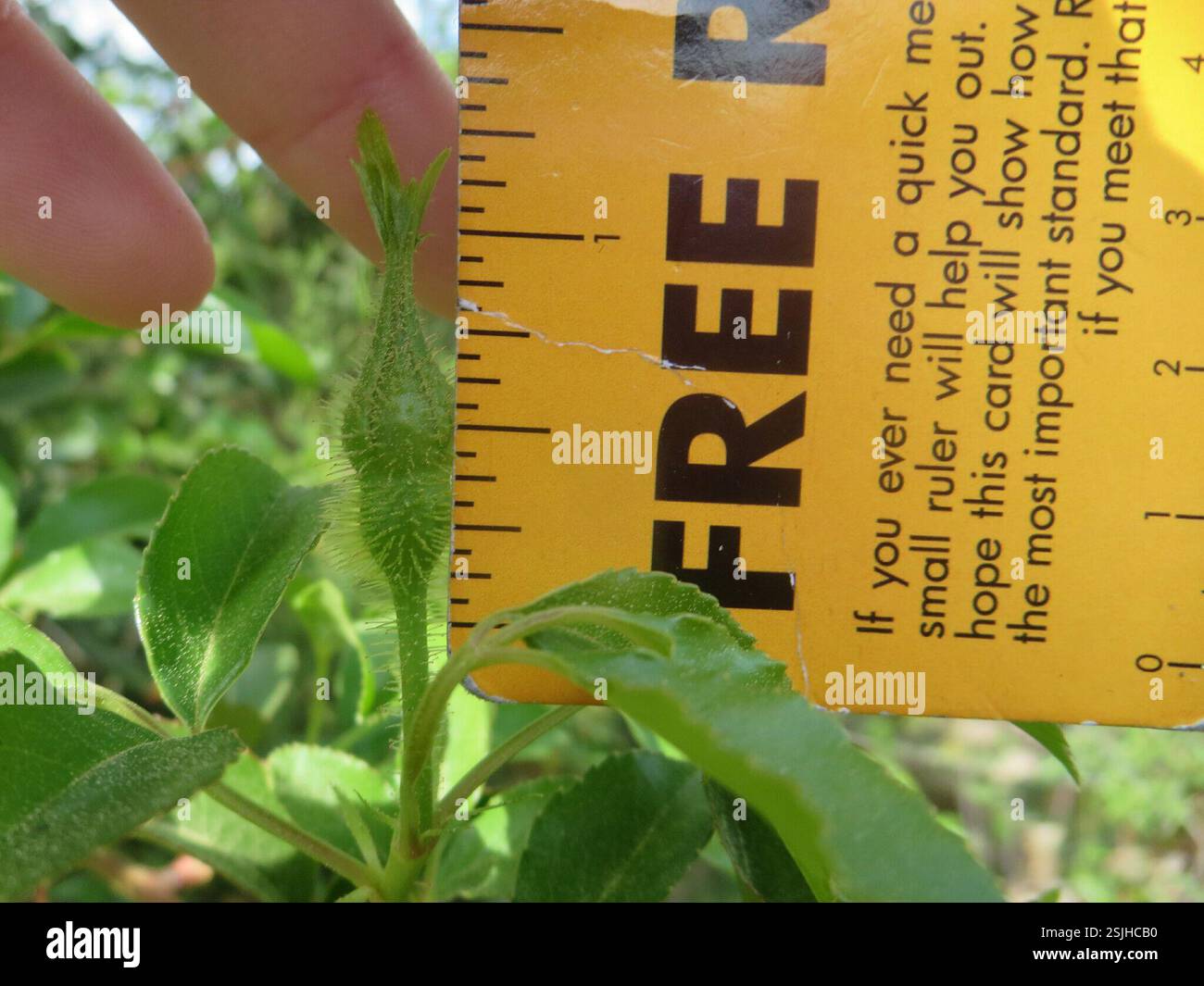 Cherokee rose (Rosa laevigata), Plantae, Windsor Forest, Savannah, GA ...