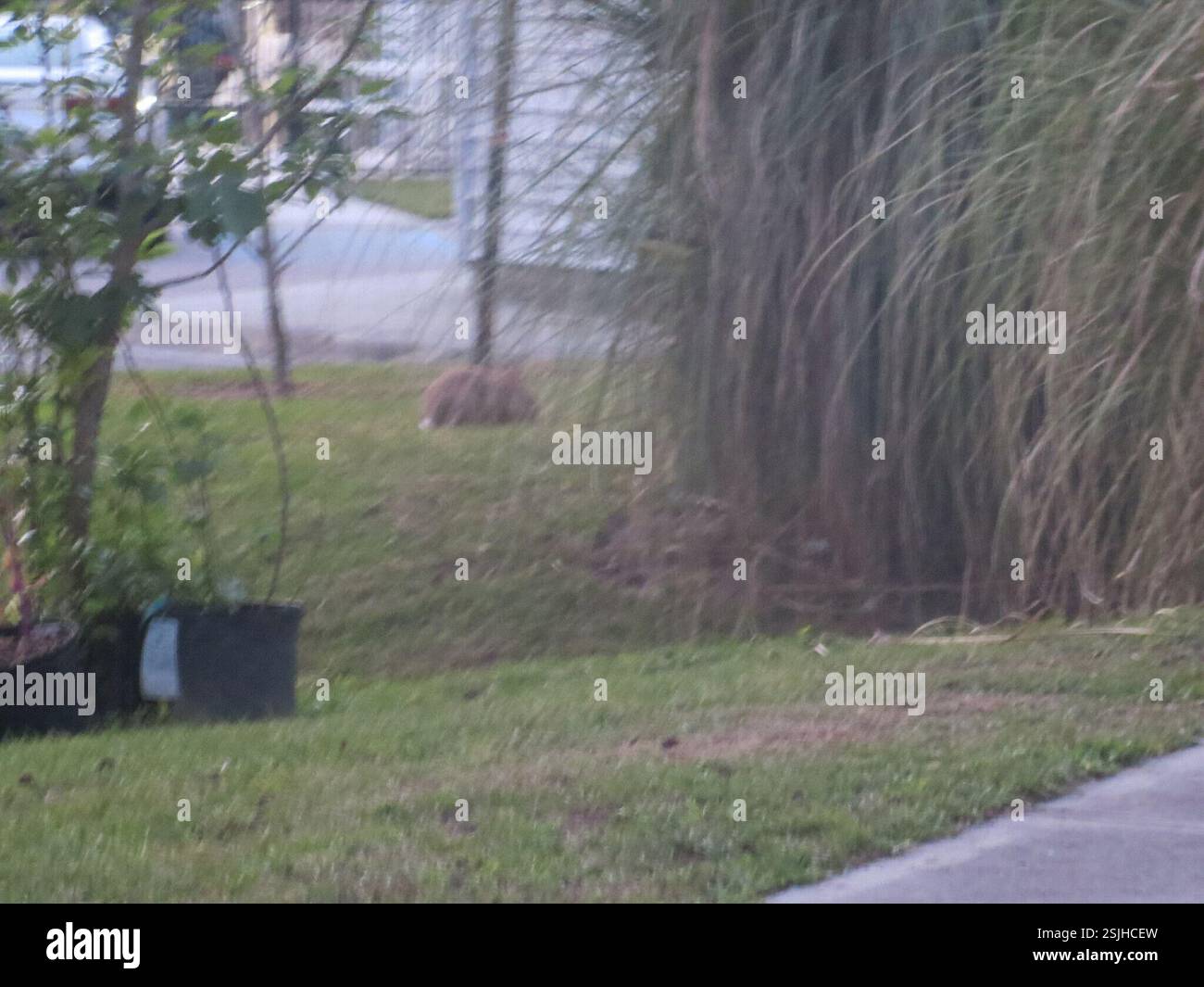 Domestic Rabbit (Oryctolagus cuniculus domesticus), Mammalia, Windsor ...