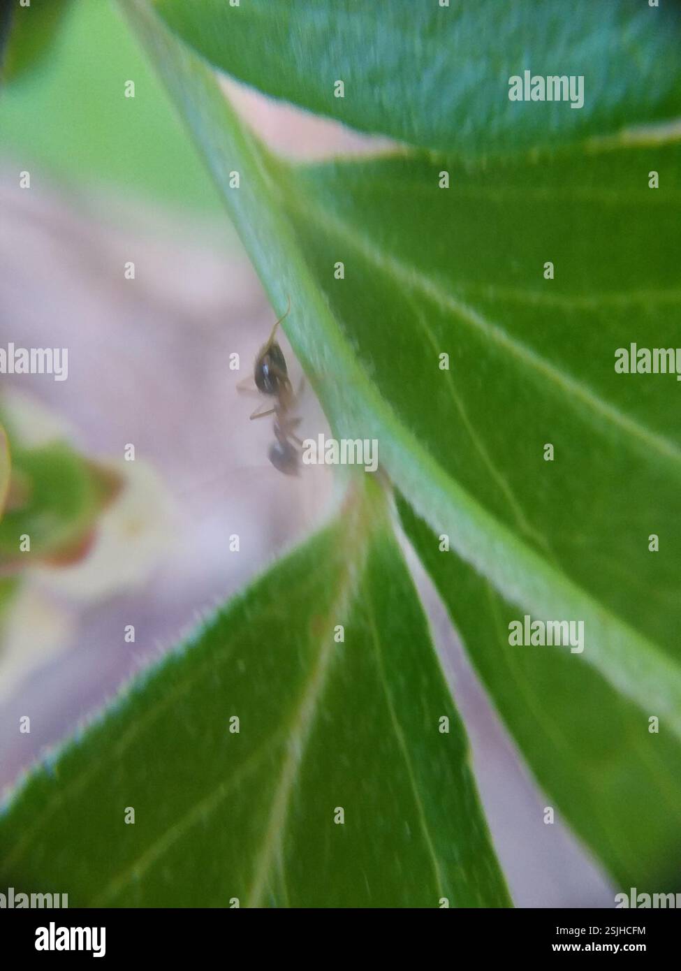 American Winter Ant (Prenolepis imparis), Insecta, Windsor Forest ...