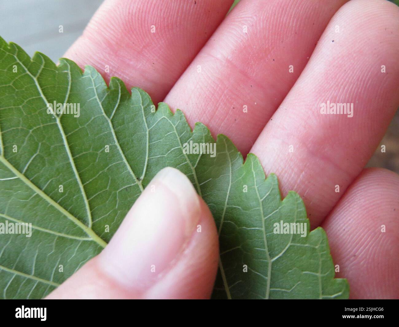 white mulberry (Morus alba), Plantae, Windsor Forest, Savannah, GA, USA ...