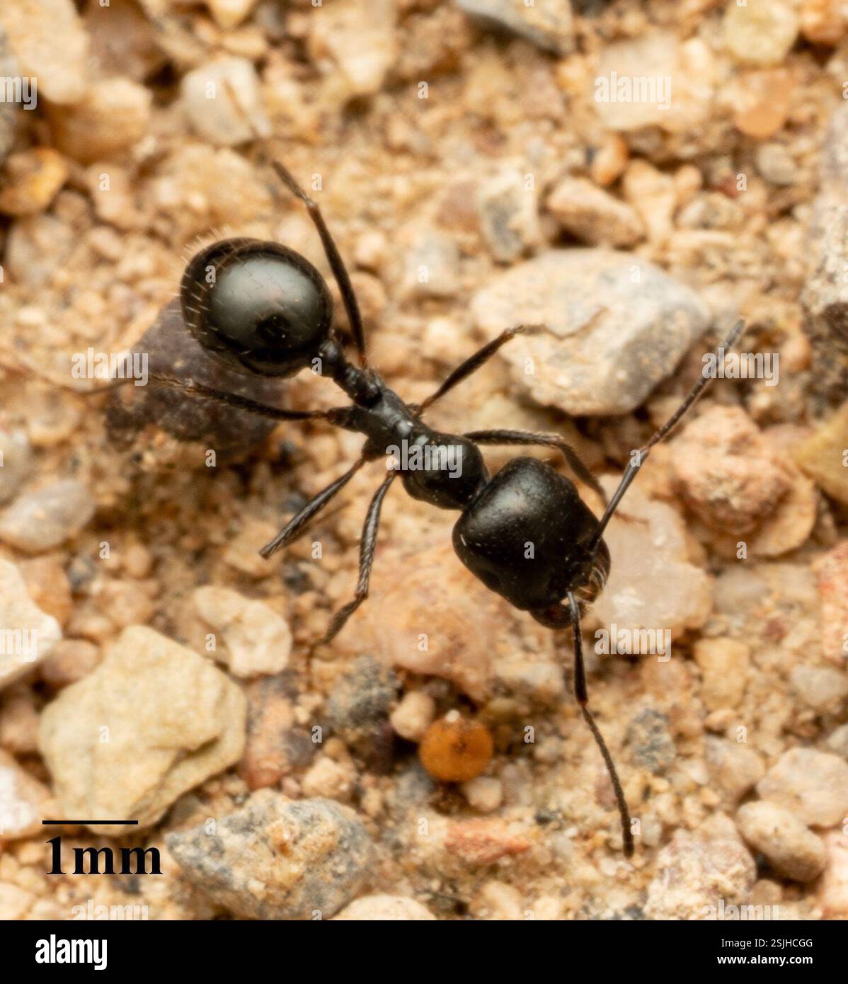 Black Harvester Ant (Veromessor pergandei), Insecta, Inyo County, CA ...