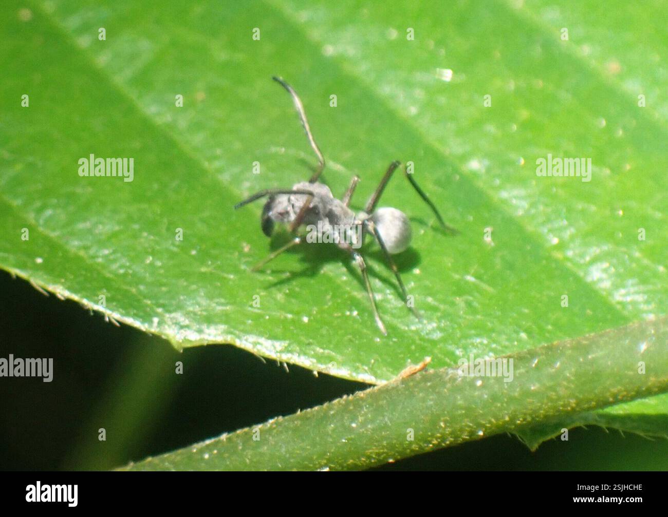 (Toxeus), Arachnida, Ko Phra Thong, Khura Buri District, Phang-nga ...
