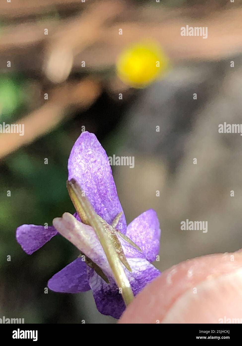 common dog-violet (Viola riviniana), Plantae, Gower, Swansea, Wales, GB ...