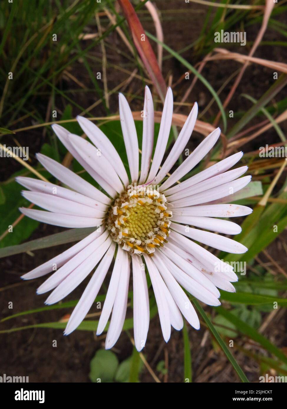 Butter Gerbera (Gerbera ambigua), Plantae, Giants Castle Game Reserve ...