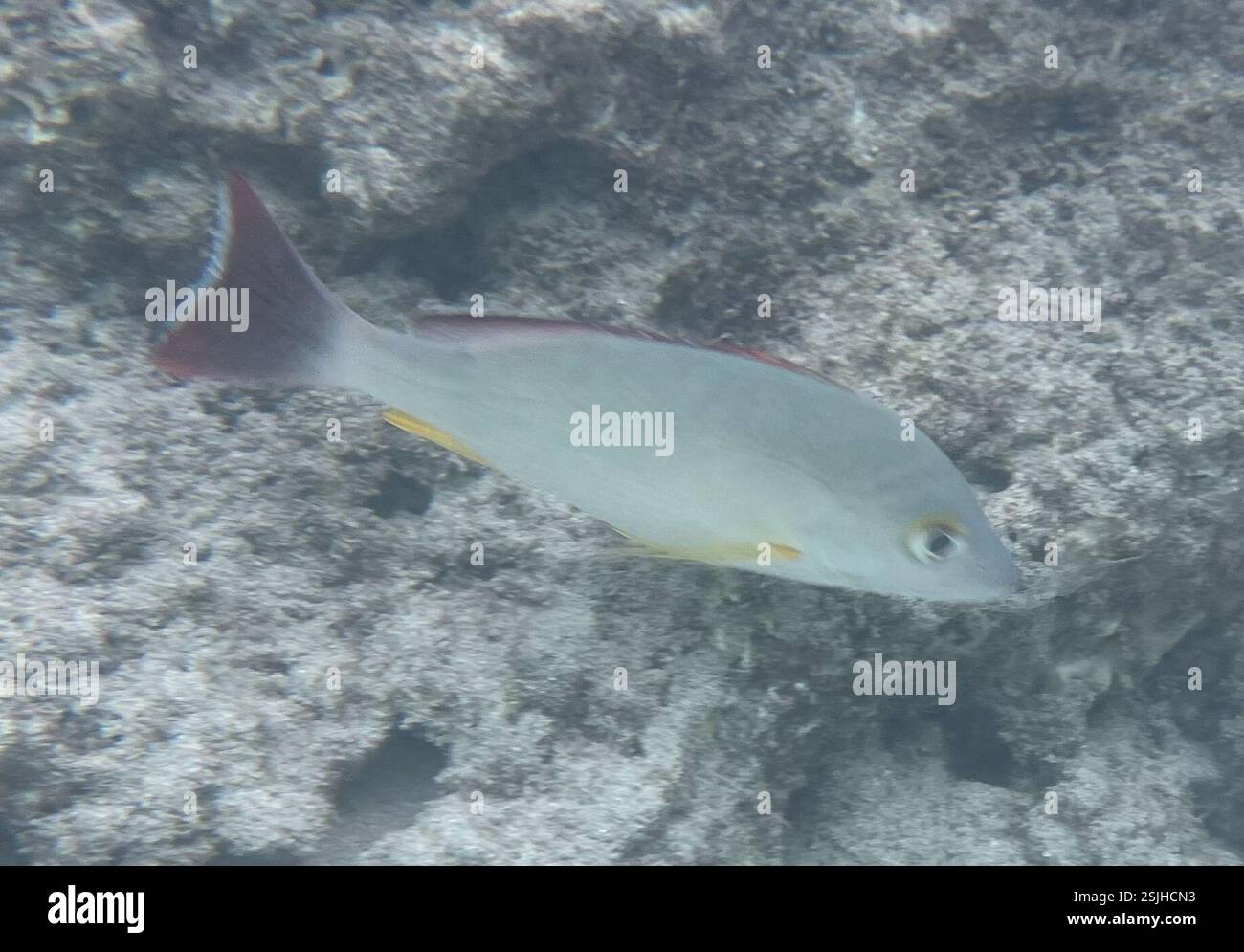 Blacktail Snapper (Lutjanus fulvus), Actinopterygii, Hanauma Bay, East ...