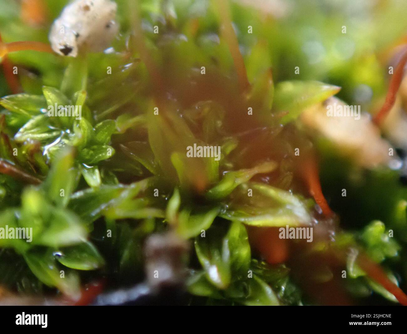 (Pottiaceae), Plantae, Wildomar, CA, USA, Involute margins on soil bank ...