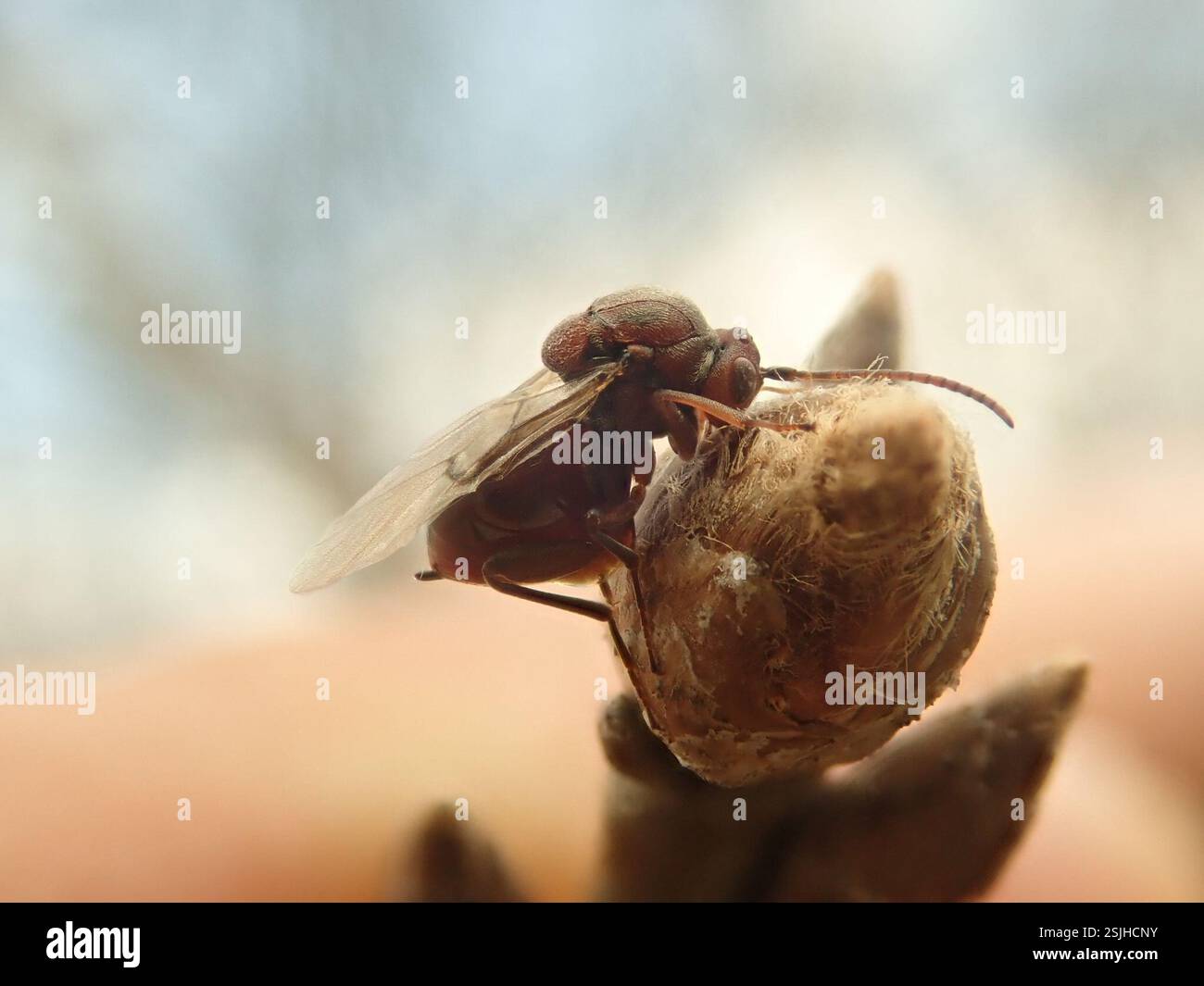 Oak Gall Wasps (Cynipini), Insecta, Ohio, US, On Quercus velutina. Didn ...