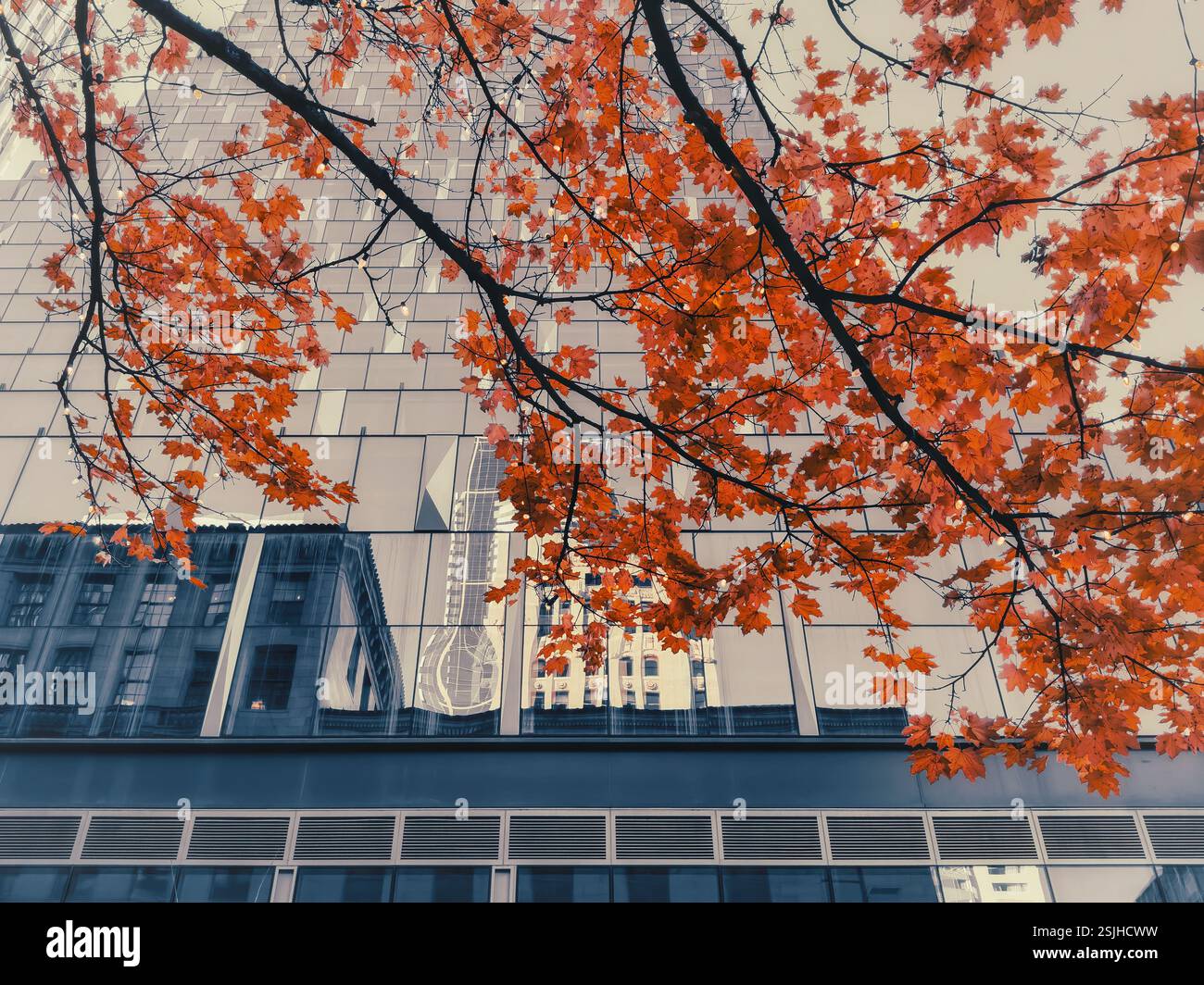 A low-angle shot captures a vibrant branch of golden autumn leaves ...