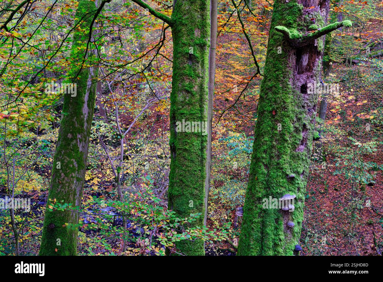 Mossy tree trunks on the steep slope hi-res stock photography and ...