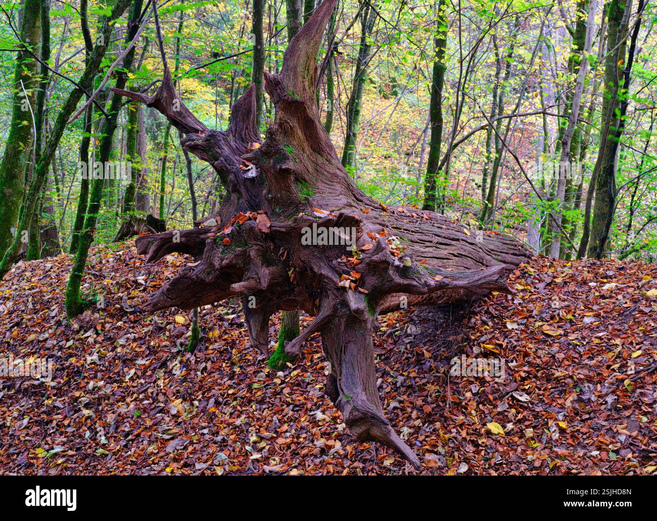 Exposed rootstock of a fallen beech tree hi-res stock photography and ...