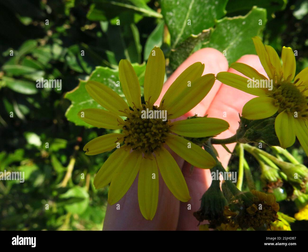 Bietou (Osteospermum moniliferum), Plantae, uMkhanyakude District ...