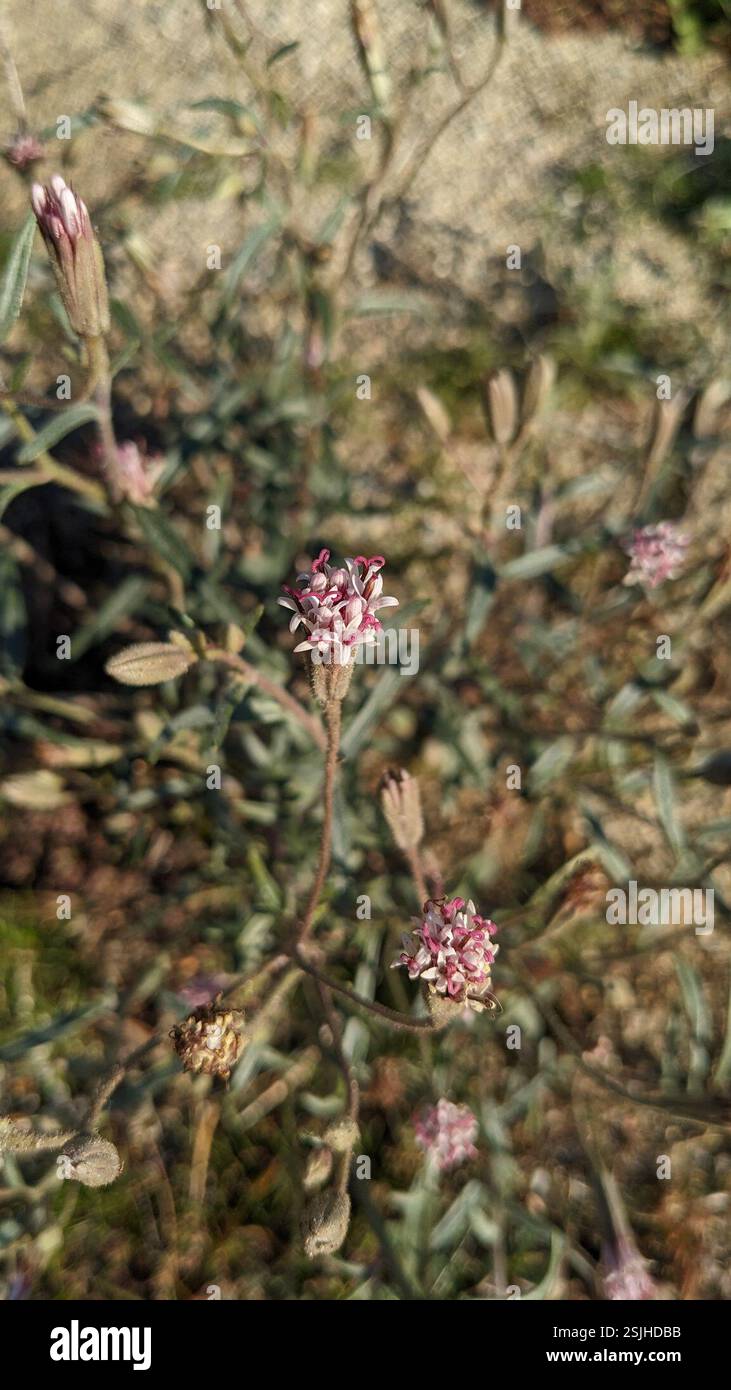 Desert Needles (Palafoxia arida arida), Plantae, San Diego, California ...