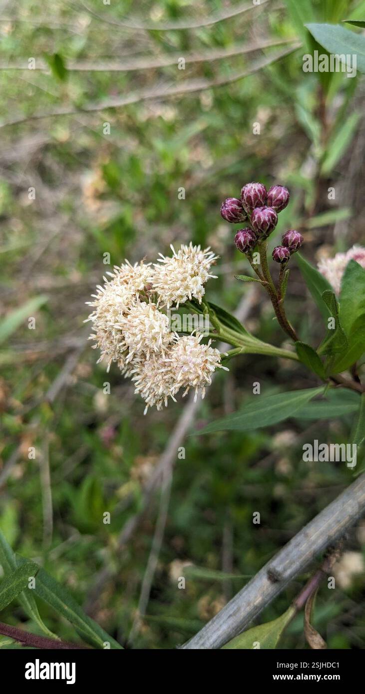 mule fat (Baccharis salicifolia), Plantae, Westwood, Los Angeles, CA ...