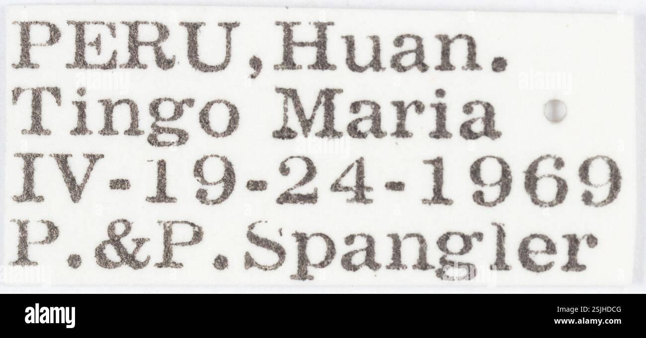 (Haplaxius spanglerorum), Insecta, Tingo María 10131, Peru, This is a ...
