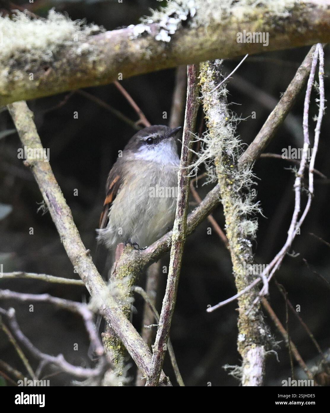 White-throated Tyrannulet (Mecocerculus leucophrys), Aves, Laguna ...