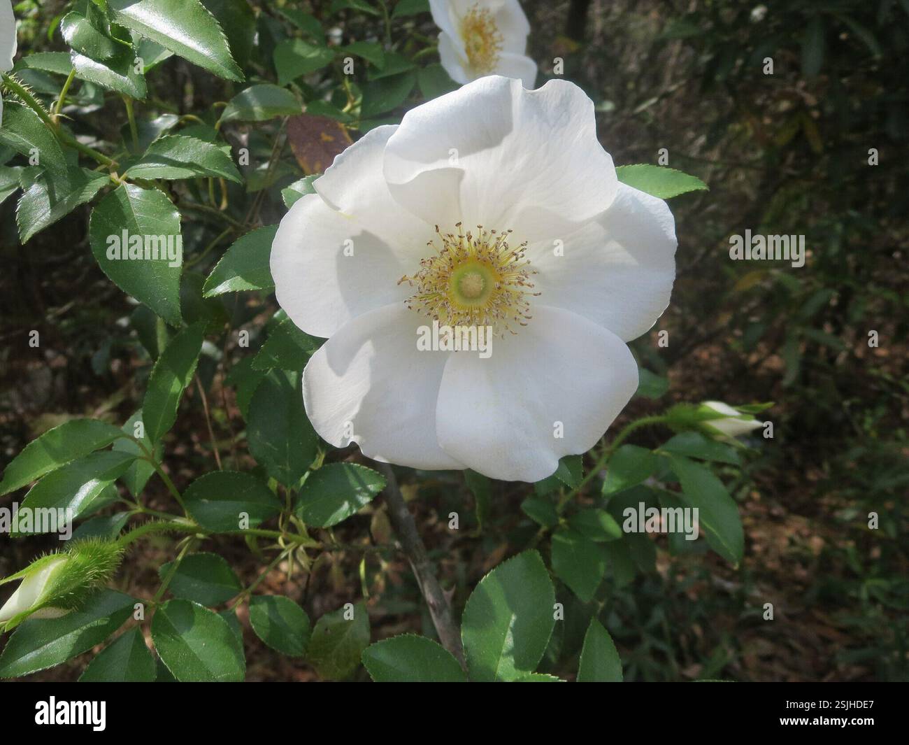 Cherokee rose (Rosa laevigata), Plantae, Windsor Forest, Savannah, GA ...