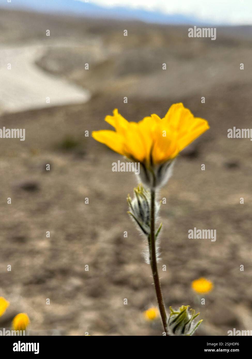 Desert Sunflower (Geraea canescens), Plantae, Anza-Borrego Desert State ...