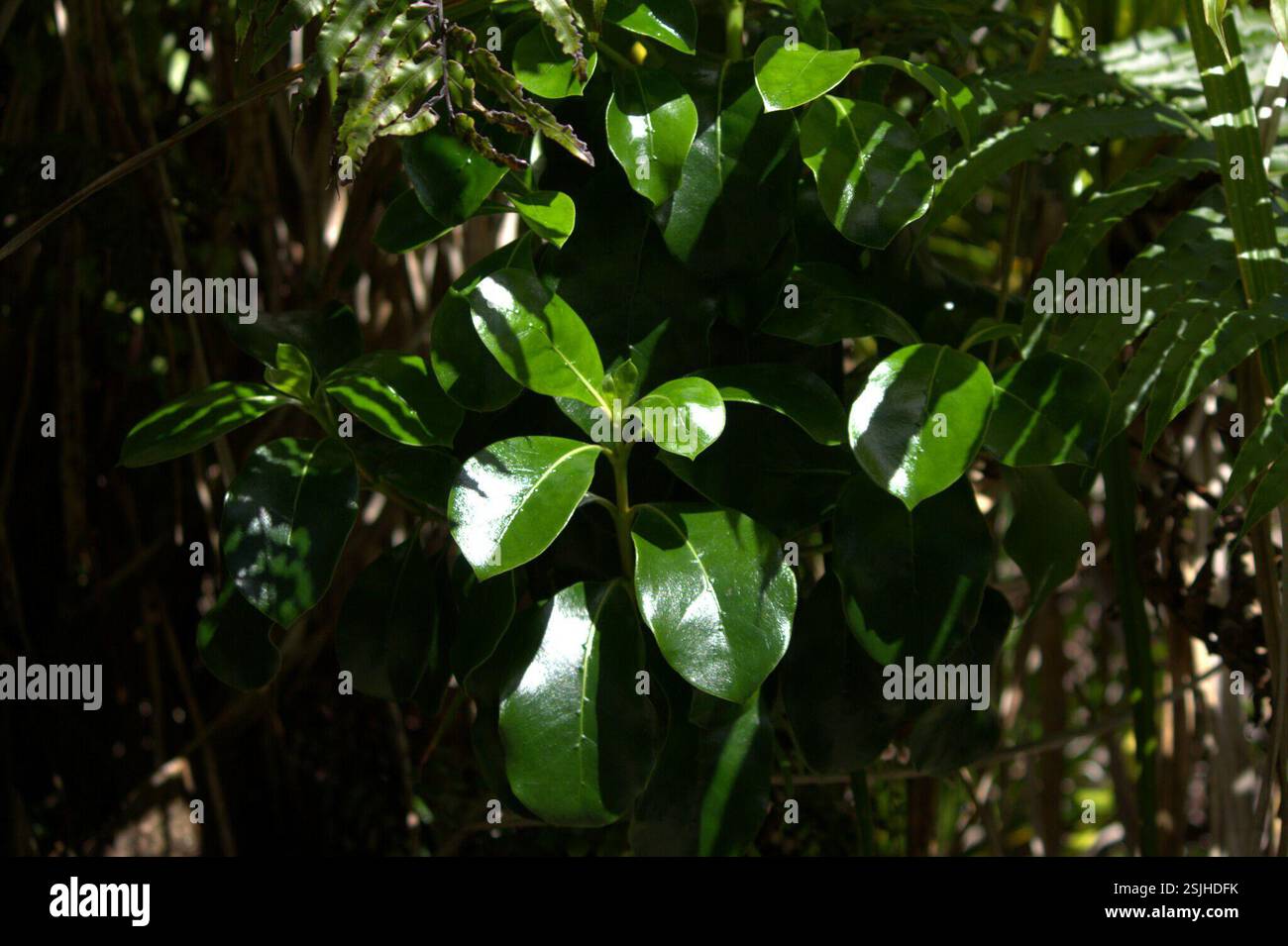 Shining Karamū (Coprosma lucida), Plantae, Westland District, West ...