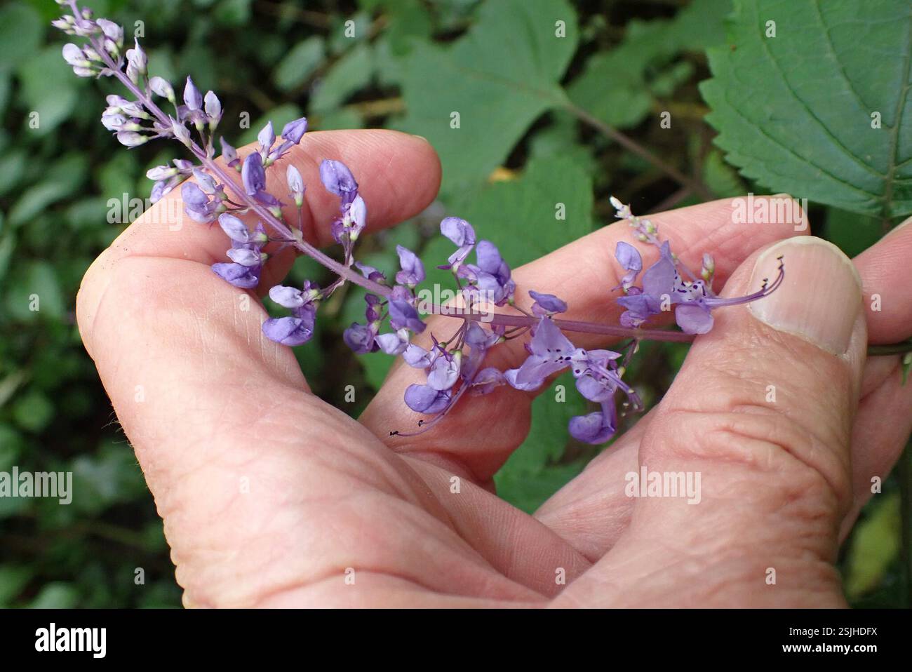 pink fly bush (Plectranthus fruticosus), Plantae, Chase Valley ...