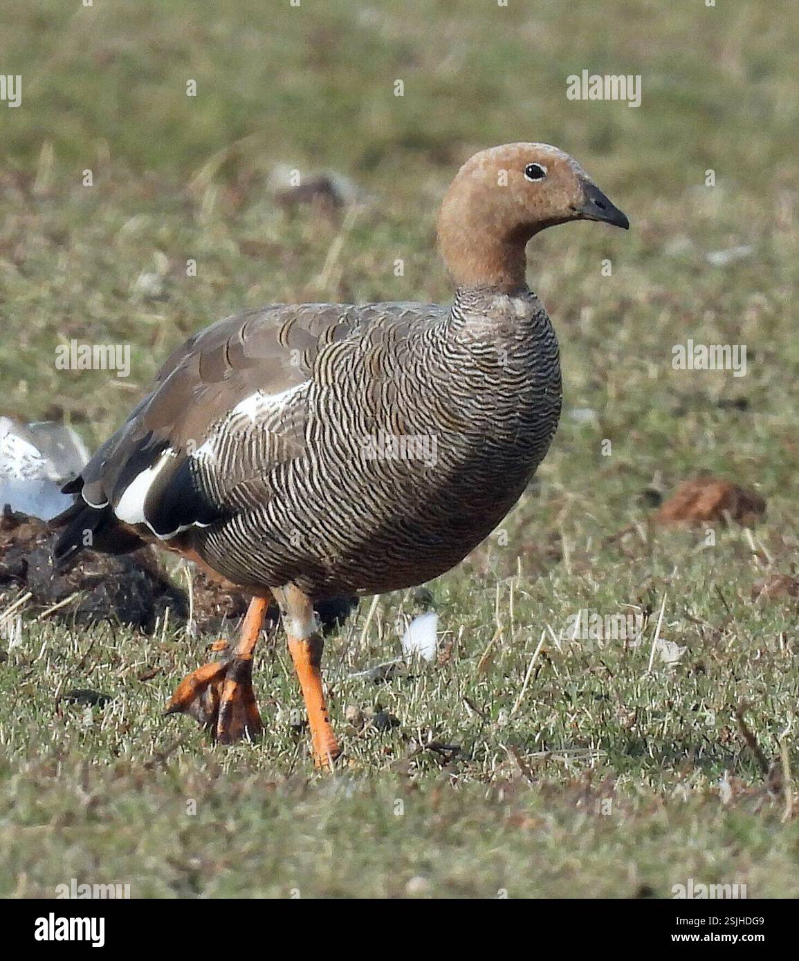Ruddy-headed Goose (Chloephaga rubidiceps), Aves, Rió Grande, AR-TF, AR ...