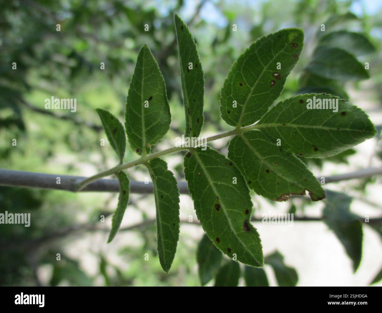 Sand Corkwood (Commiphora angolensis), Plantae, Zambezi Region, Namibia ...