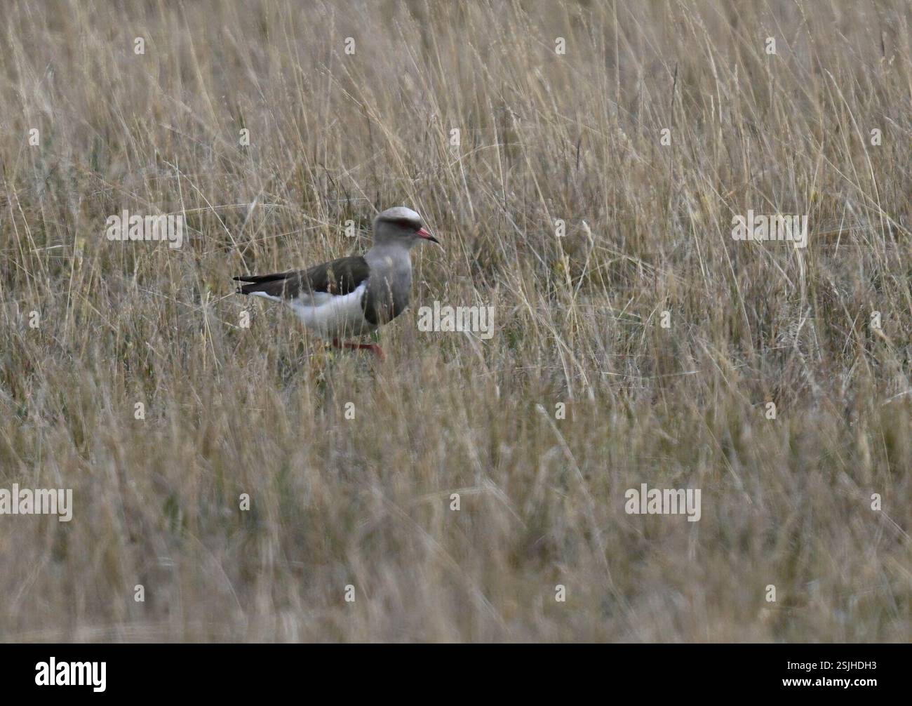 Andean Lapwing (Vanellus resplendens), Aves, Reserva Antisana area ...