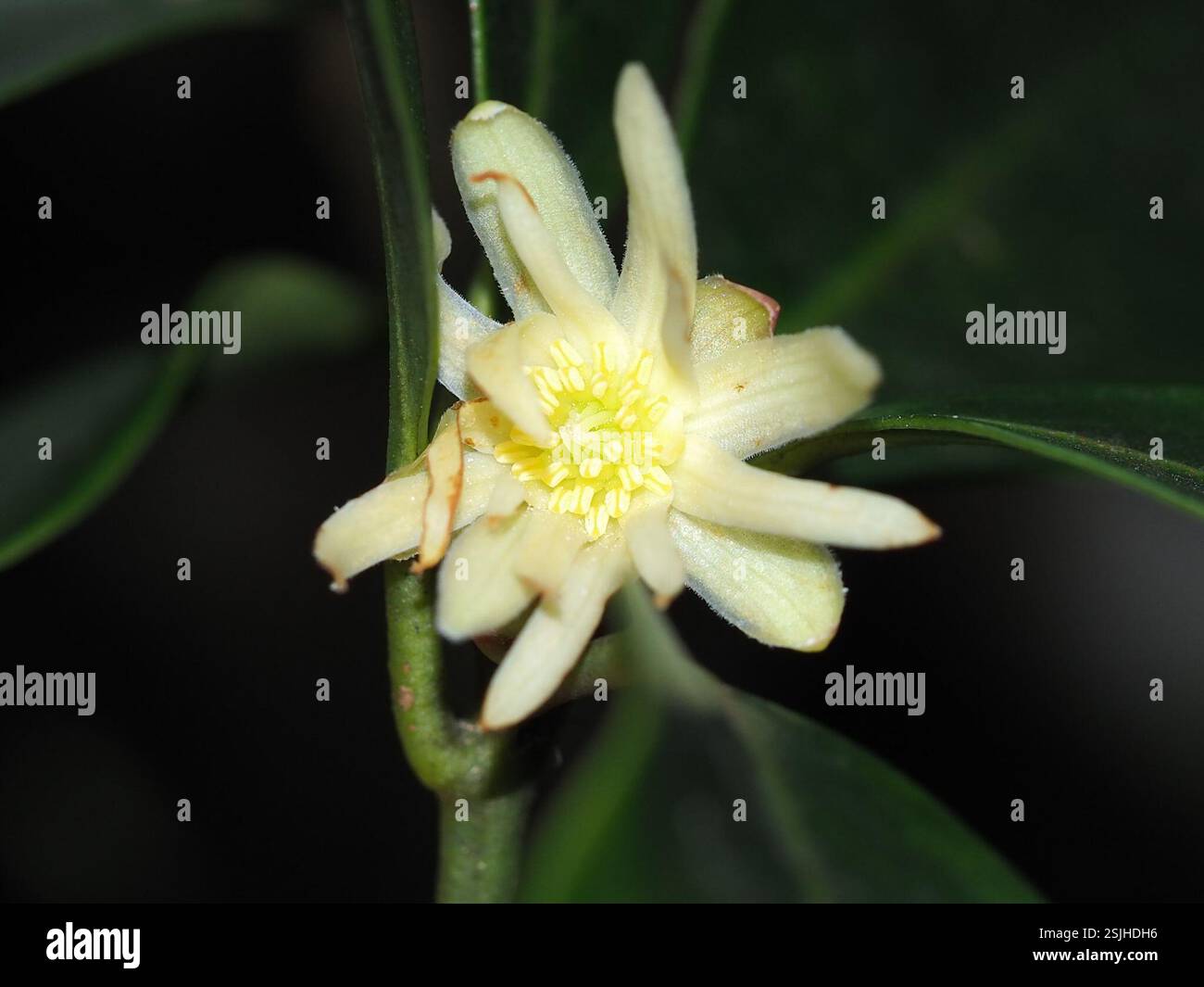 Japanese star anise (Illicium anisatum), Plantae, 台灣新北市 Stock Photo - Alamy