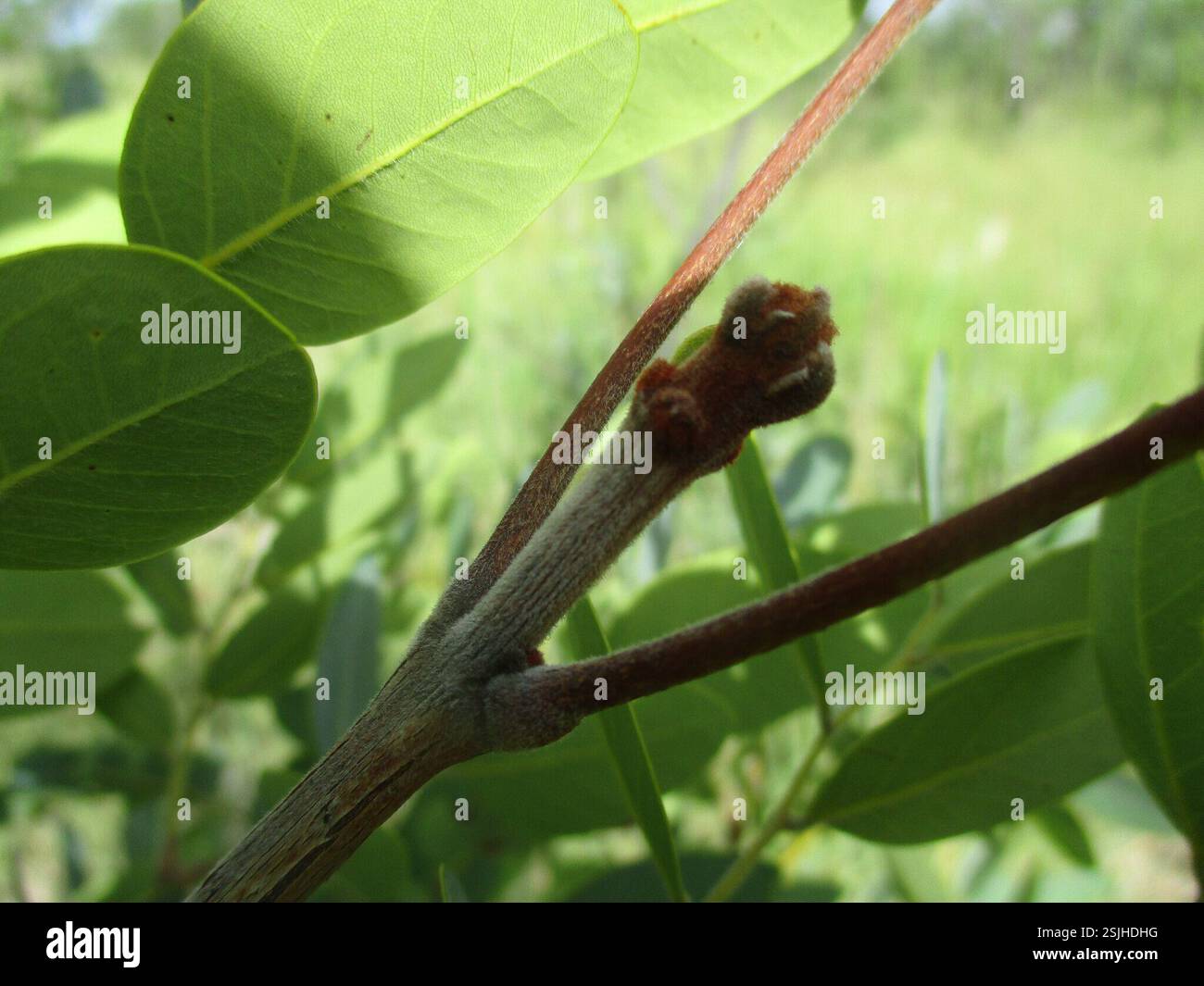 wild syringa (Burkea africana), Plantae, Zambezi Region, Namibia Stock ...