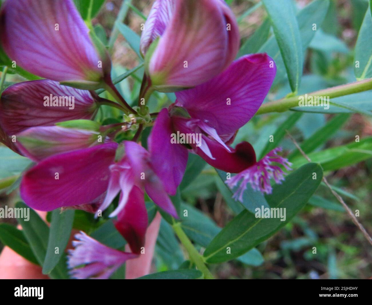 Septemberbush (Polygala myrtifolia myrtifolia), Plantae, Ugu District ...
