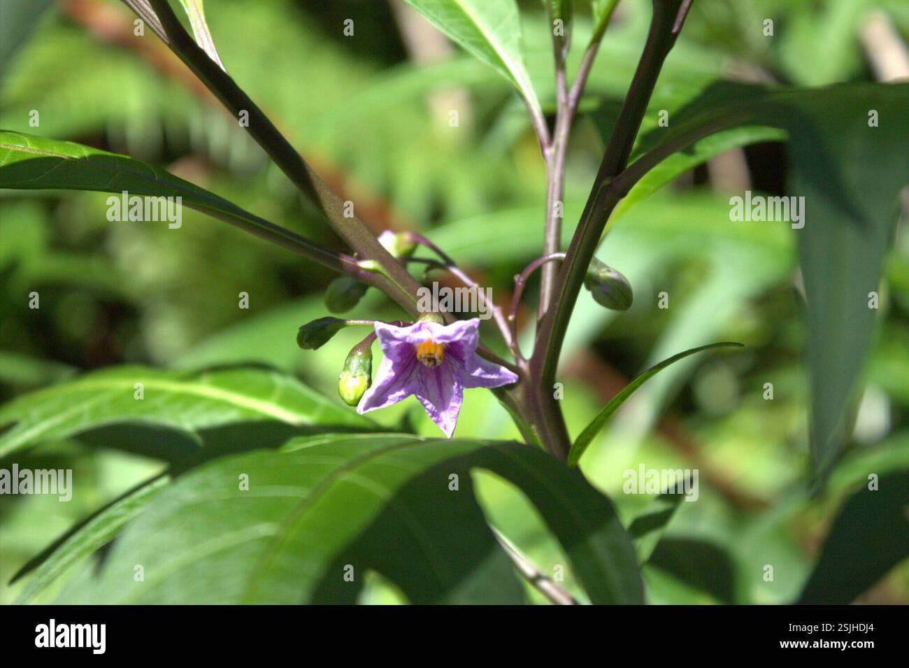 New Zealand nightshade (Solanum aviculare), Plantae, Westland District ...
