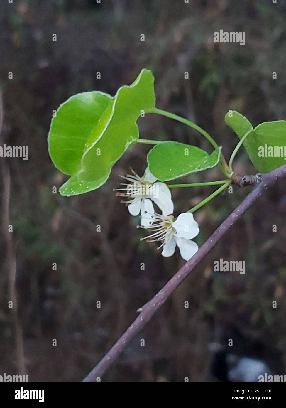 pears (Pyrus), Plantae, Douglas, Georgia, United States Stock Photo - Alamy