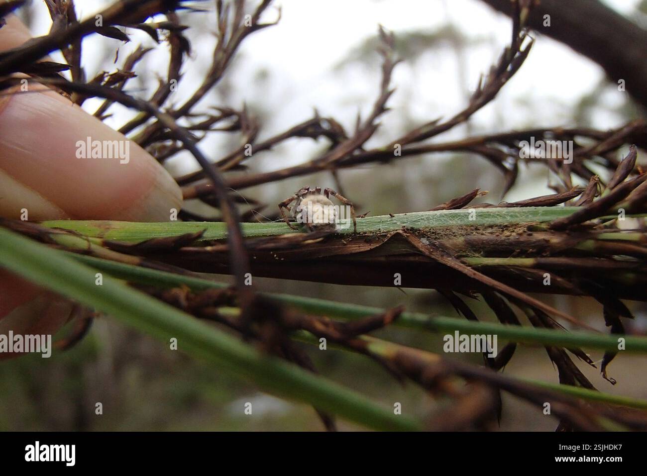 Spiders (Araneae), Arachnida, 62 Railway Parade, Wentworth Falls NSW ...