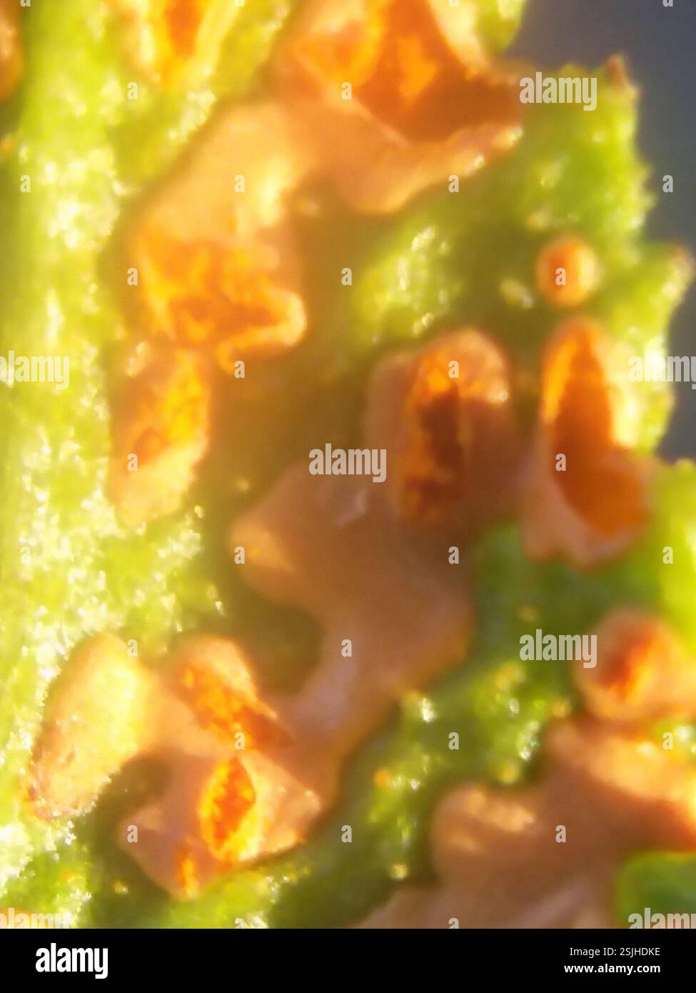 blackberry orange rust (Gymnoconia peckiana), Fungi, WF NFN "Community ...