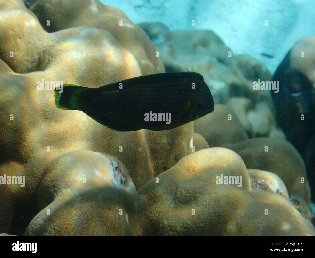 Pacific Dusky Wrasse (Halichoeres annularis), Actinopterygii, Ko Surin ...