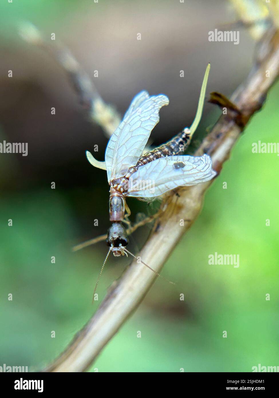 Common Snakeflies (Agulla), Insecta, Sandown Pl, Cambria, CA, US Stock ...