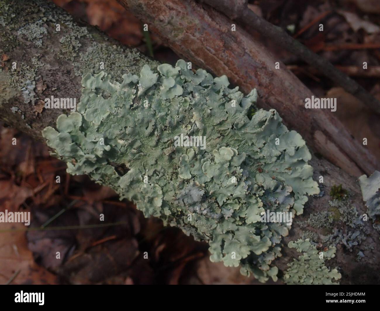 common greenshield lichen (Flavoparmelia caperata), Fungi, Greenfield ...