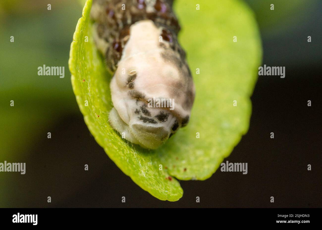 Eastern Giant Swallowtail (Heraclides cresphontes), Insecta, Florida ...