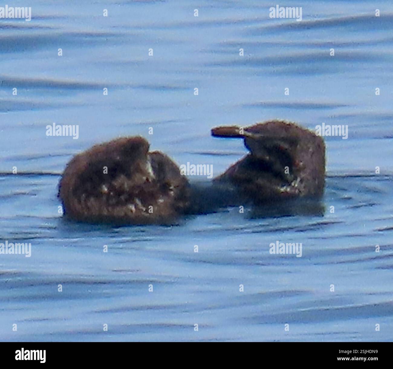Southern Sea Otter (Enhydra lutris nereis), Mammalia, California, US ...