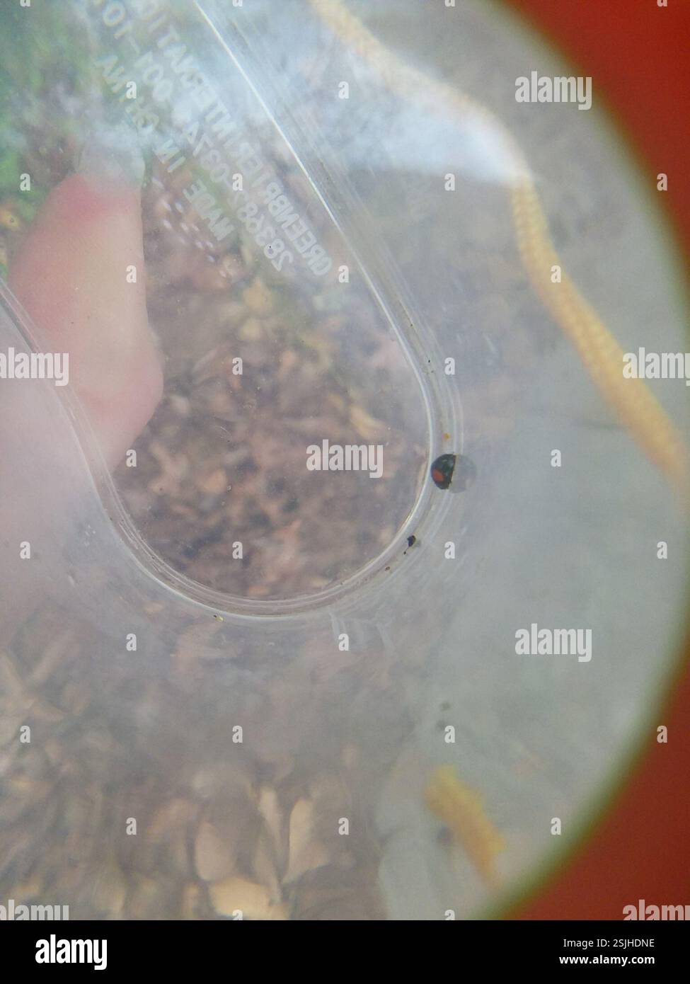 Cactus Lady Beetle (Chilocorus cacti), Insecta, Windsor Forest ...