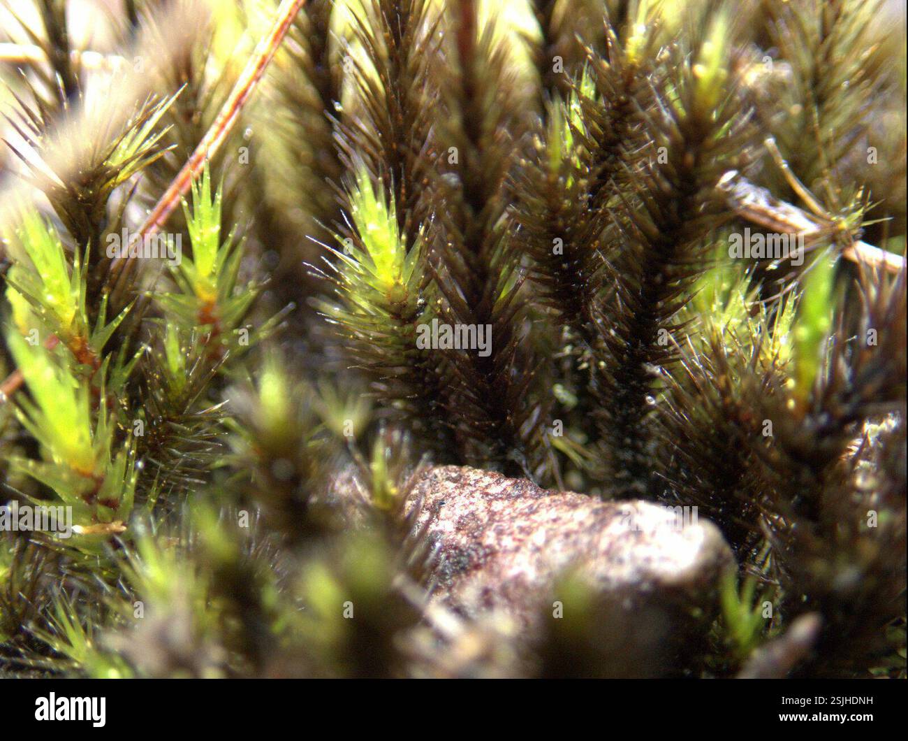 mosses (Bryophyta), Plantae, Bontoc, Mountain Province, Philippines ...