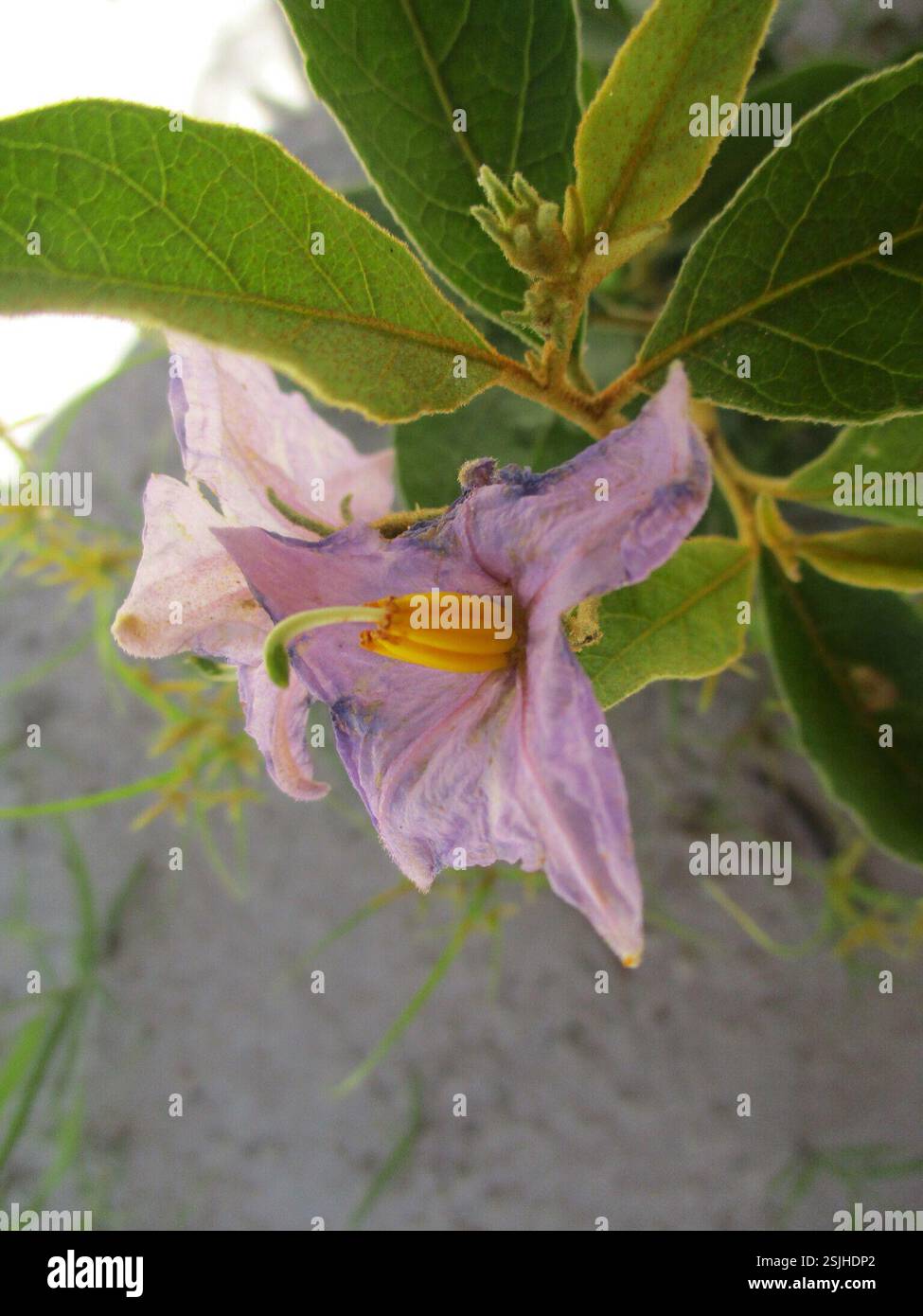 bitter-apple (Solanum campylacanthum), Plantae, Zambezi Region, Namibia ...