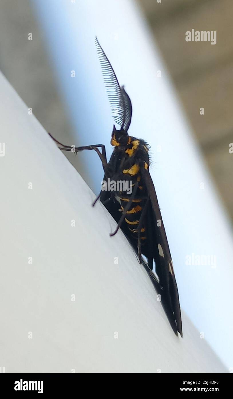 New Zealand Magpie Moth (Nyctemera annulata), Insecta, Dunedin North ...