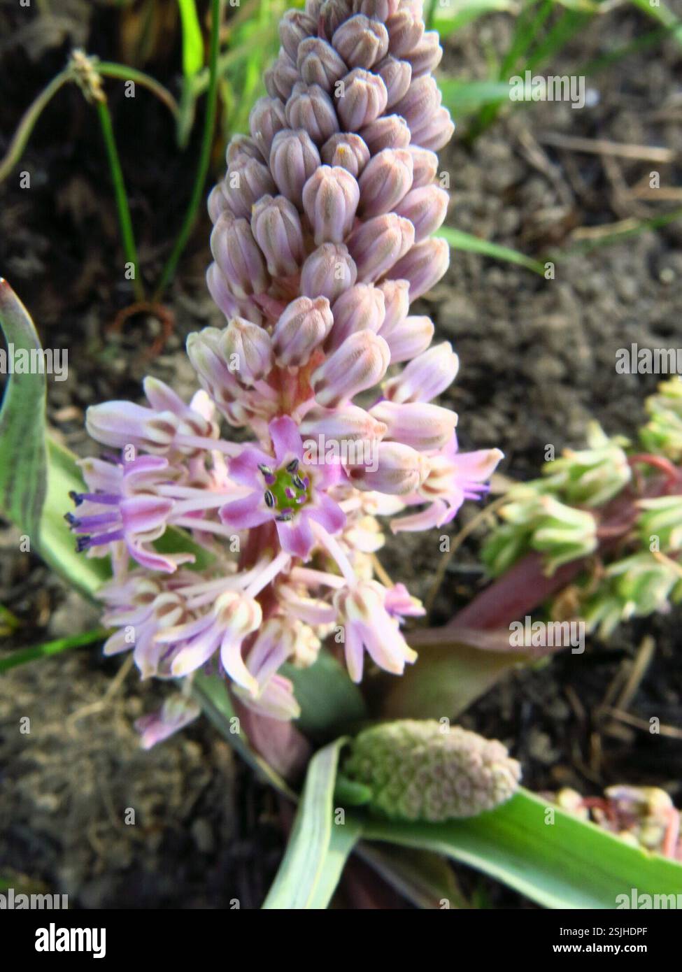 Cooper’s African hyacinth (Ledebouria cooperi), Plantae, uThukela ...