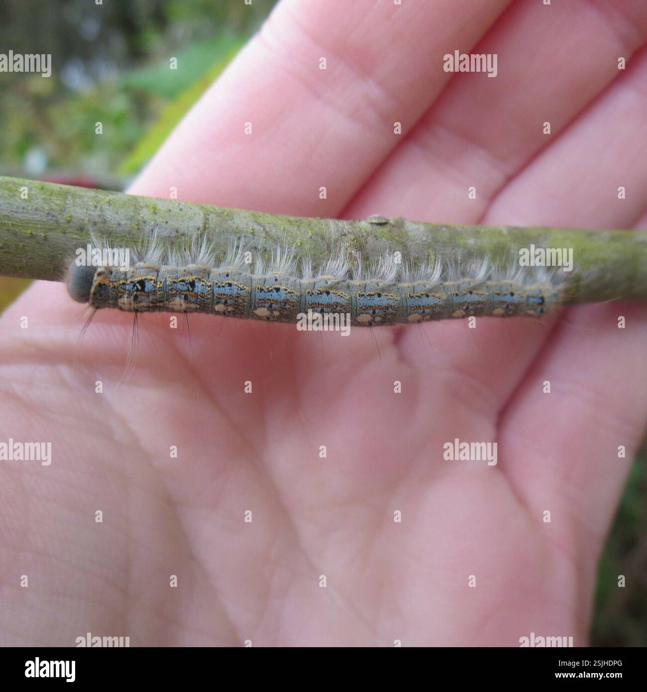 Forest Tent Caterpillar Moth (Malacosoma disstria), Insecta, Windsor ...